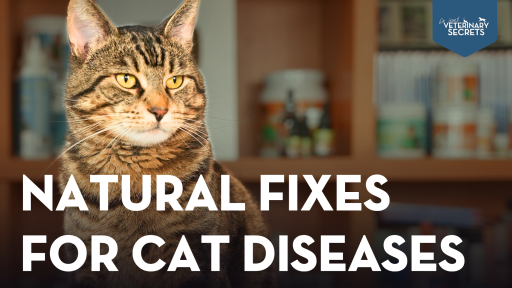 5 Steps to Naturally Prevent and Treat Common Cat Diseases - Veterinary ...